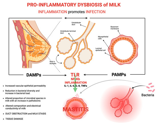 The Role of Targeted Microbiota Therapy in the Prevention and Management of Puerperal Mastitis
