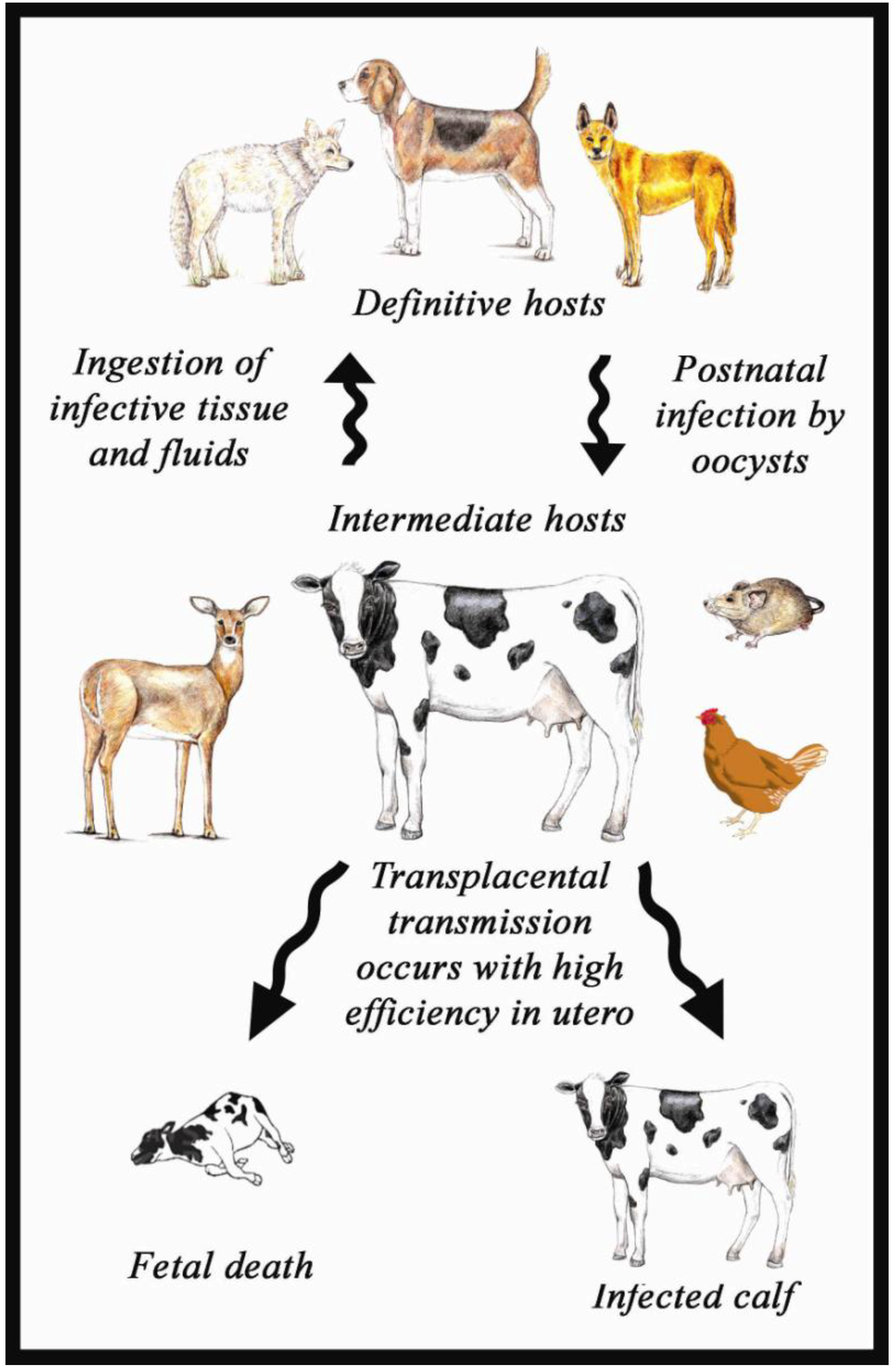 Diversity | Free Full-Text | On the Biological and Genetic Diversity in ... Diversity | Free Full-Text | On the Biological and Genetic Diversity in ...