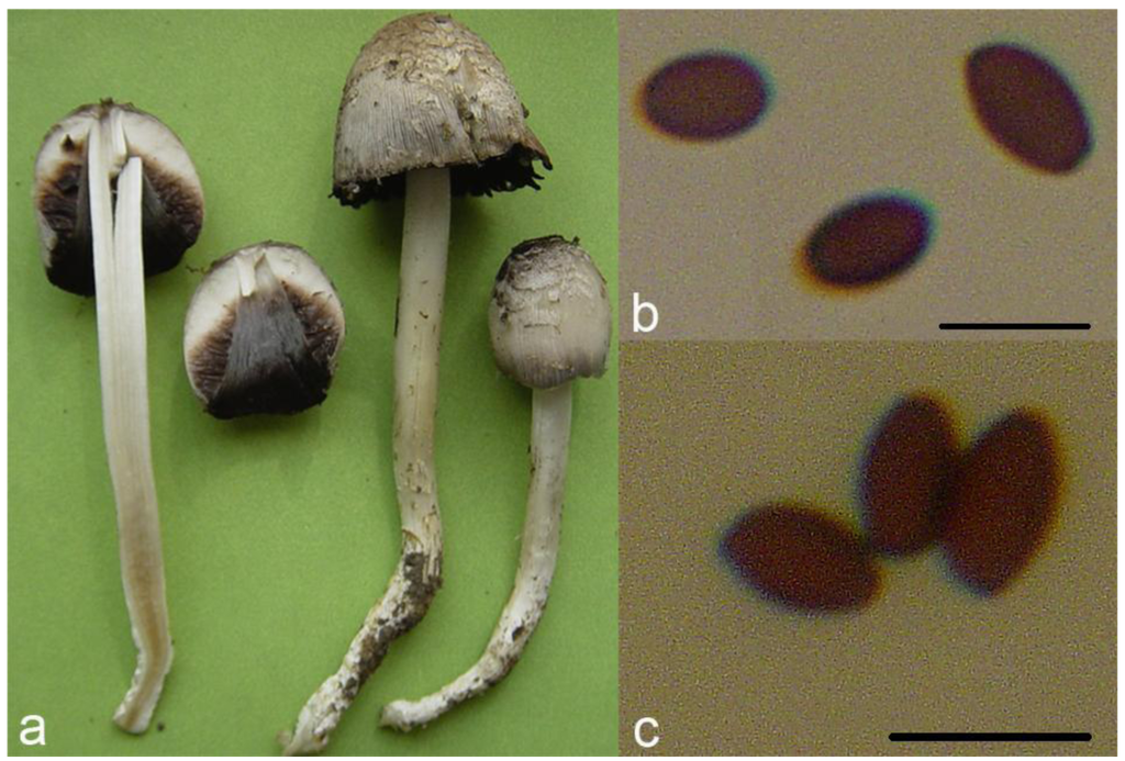 Diversity | Free Full-Text | New Armenian Wood-Associated Coprinoid ...