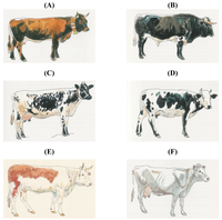 Diversity | Free Full-Text | On the Breeds of Cattle—Historic and ...