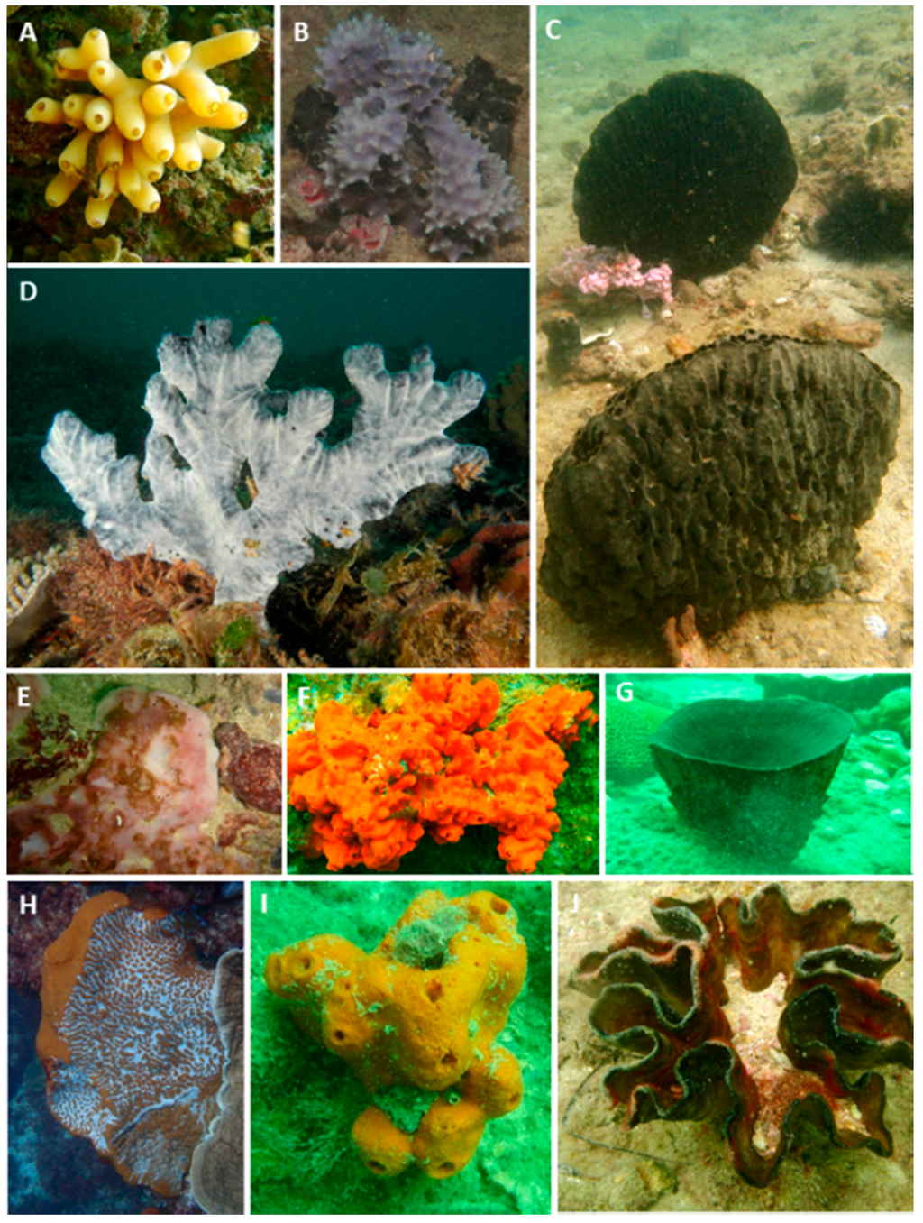 Diversity | Special Issue : Coral Reef Biodiversity and Conservation
