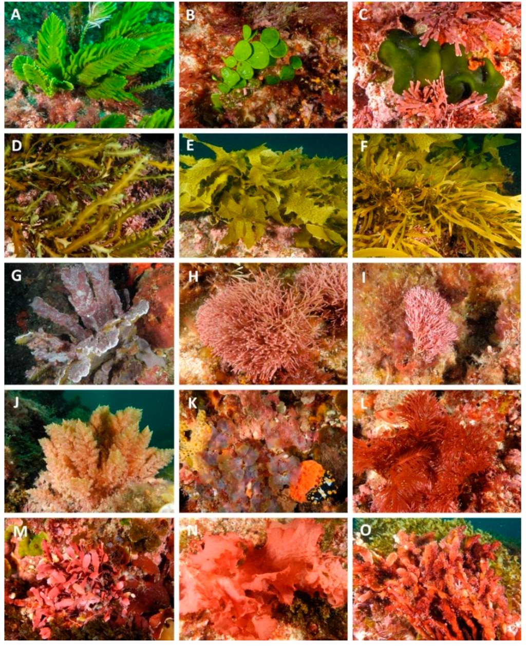 Marine Biodiversity in Temperate Western Australia: Multi-Taxon Surveys ...