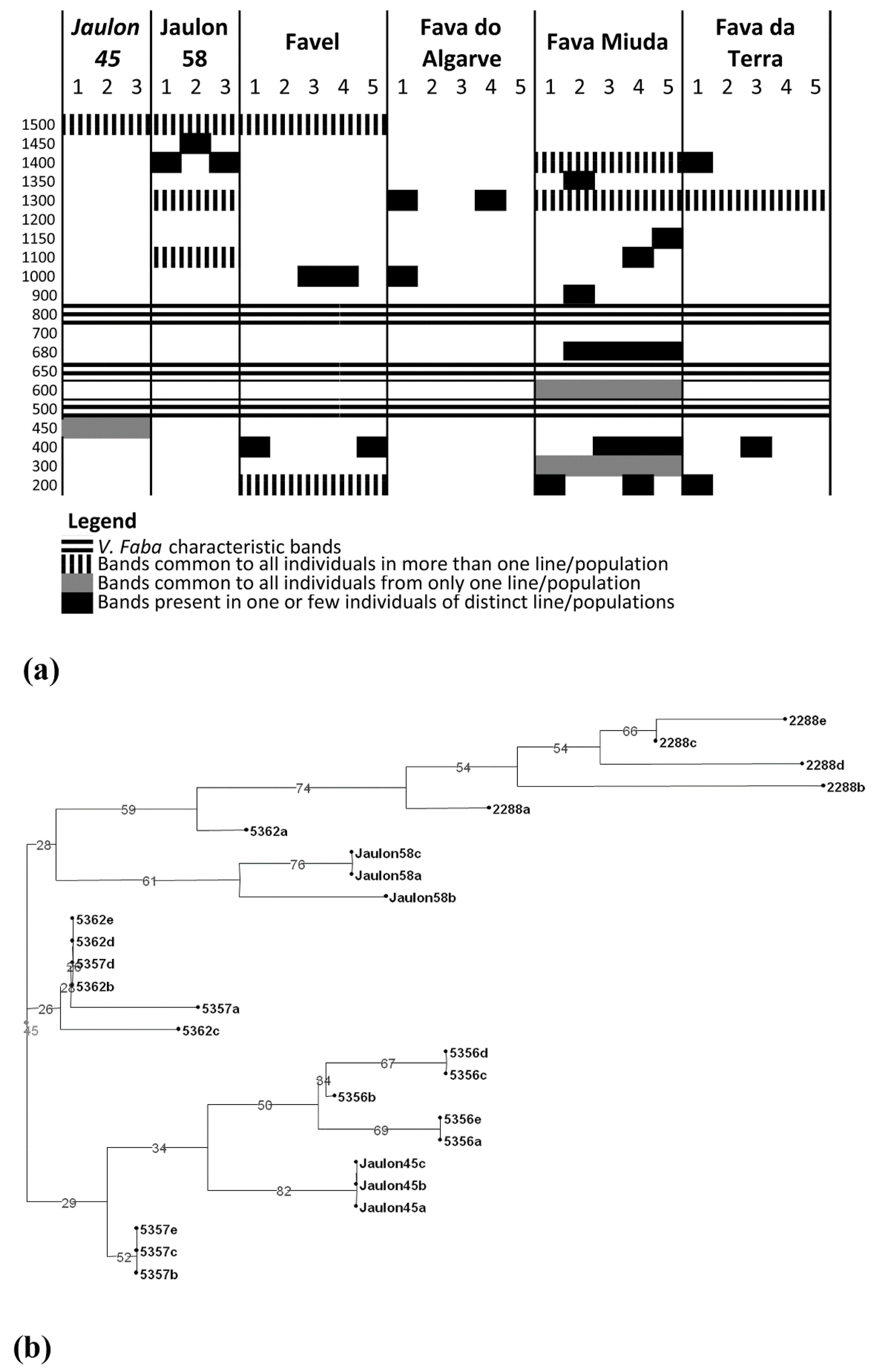 Genetic Diversity Assessment of Portuguese Cultivated Vicia faba L ...