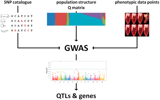 NGS-Based Genotyping, High-Throughput Phenotyping and Genome-Wide ...