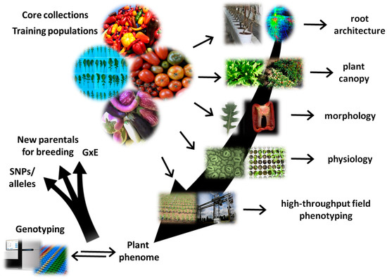NGS-Based Genotyping, High-Throughput Phenotyping and Genome-Wide ...