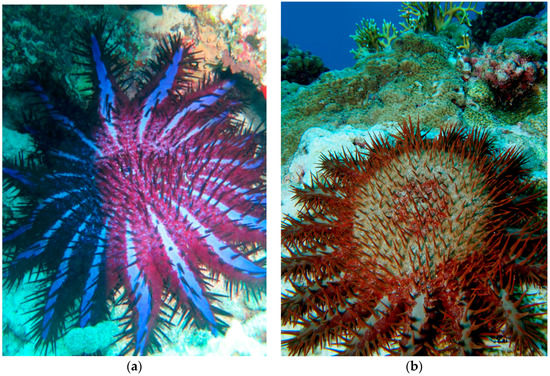 Thirty Years of Research on Crown-of-Thorns Starfish (1986–2016 ...