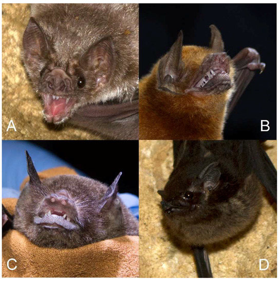 Diversity | Special Issue : Diversity and Conservation of Bats