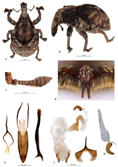 Diversity | Special Issue : Systematics and Phylogeny of Weevils