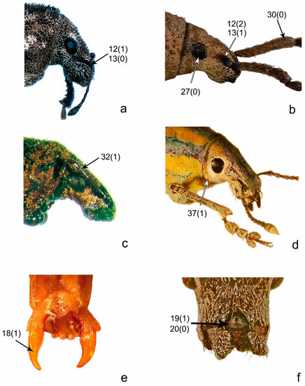 A Combined Molecular and Morphological Approach to Explore the Higher ...