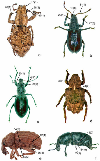 Diversity | Special Issue : Systematics and Phylogeny of Weevils