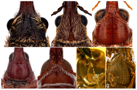 Diversity | Free Full-Text | The Weevil Fauna Preserved in Burmese ...