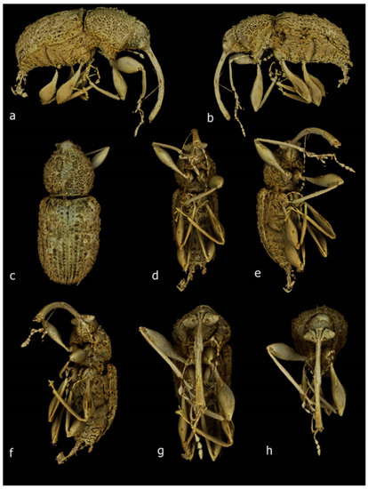 Diversity | Special Issue : Systematics and Phylogeny of Weevils