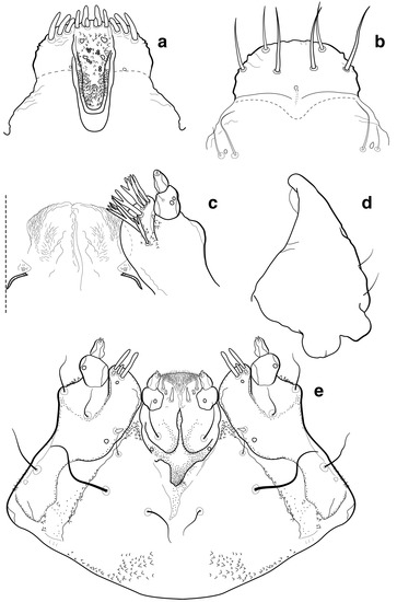 Diversity Special Issue Systematics And Phylogeny Of Weevils