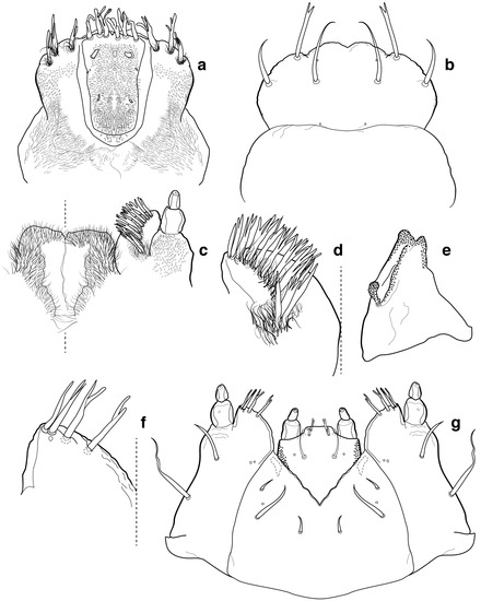 Diversity | Special Issue : Systematics and Phylogeny of Weevils