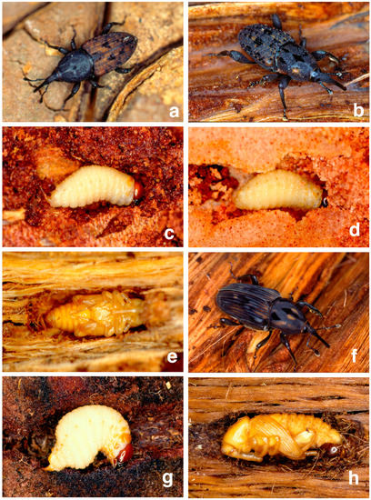 Diversity | Free Full-Text | An Illustrated Synoptic Key and ...