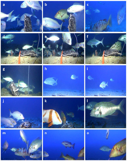 Deep-Reef Fish Communities of the Great Barrier Reef Shelf-Break ...