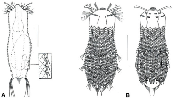 An Introduction to the Study of Gastrotricha, with a Taxonomic Key to ...