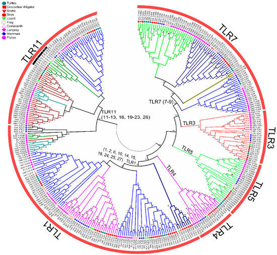 The Vertebrate TLR Supergene Family Evolved Dynamically by Gene Gain ...
