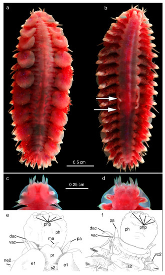 Phylogeny and Biogeography of Branchipolynoe (Polynoidae, Phyllodocida ...