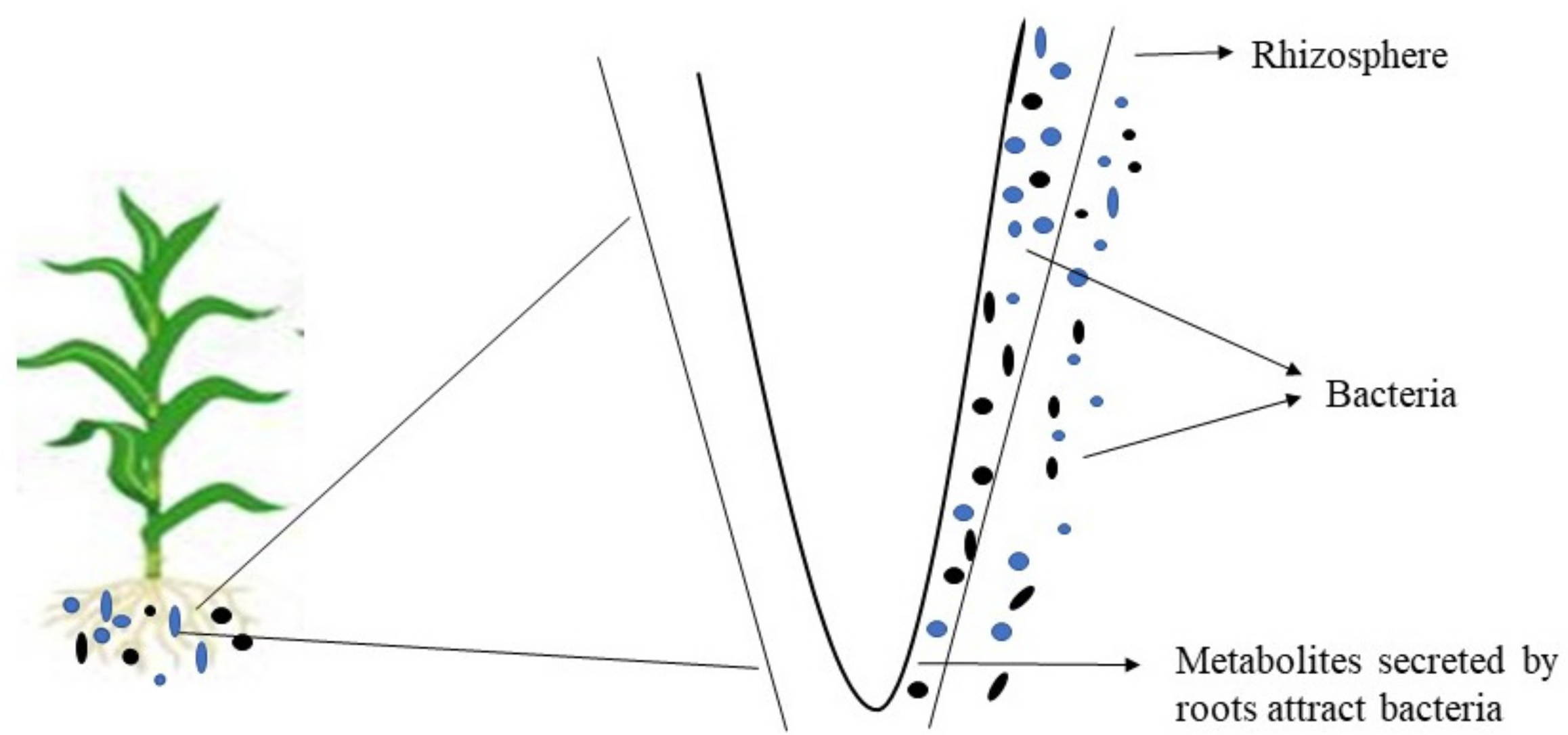 Diversity Of Both The Microbial Effectome And The Plant