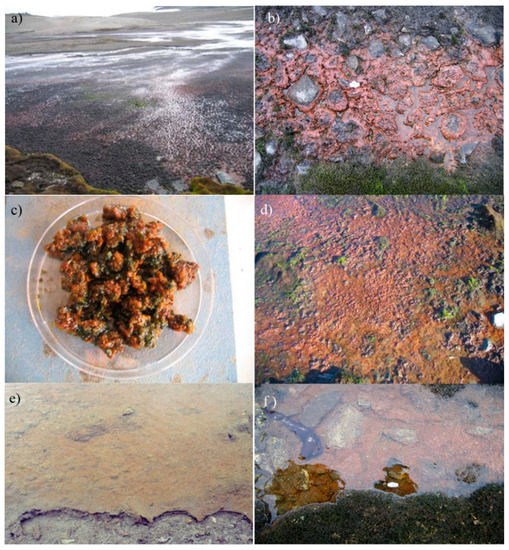 Diversity Special Issue Microbial Diversity In Extreme Environments Implications For