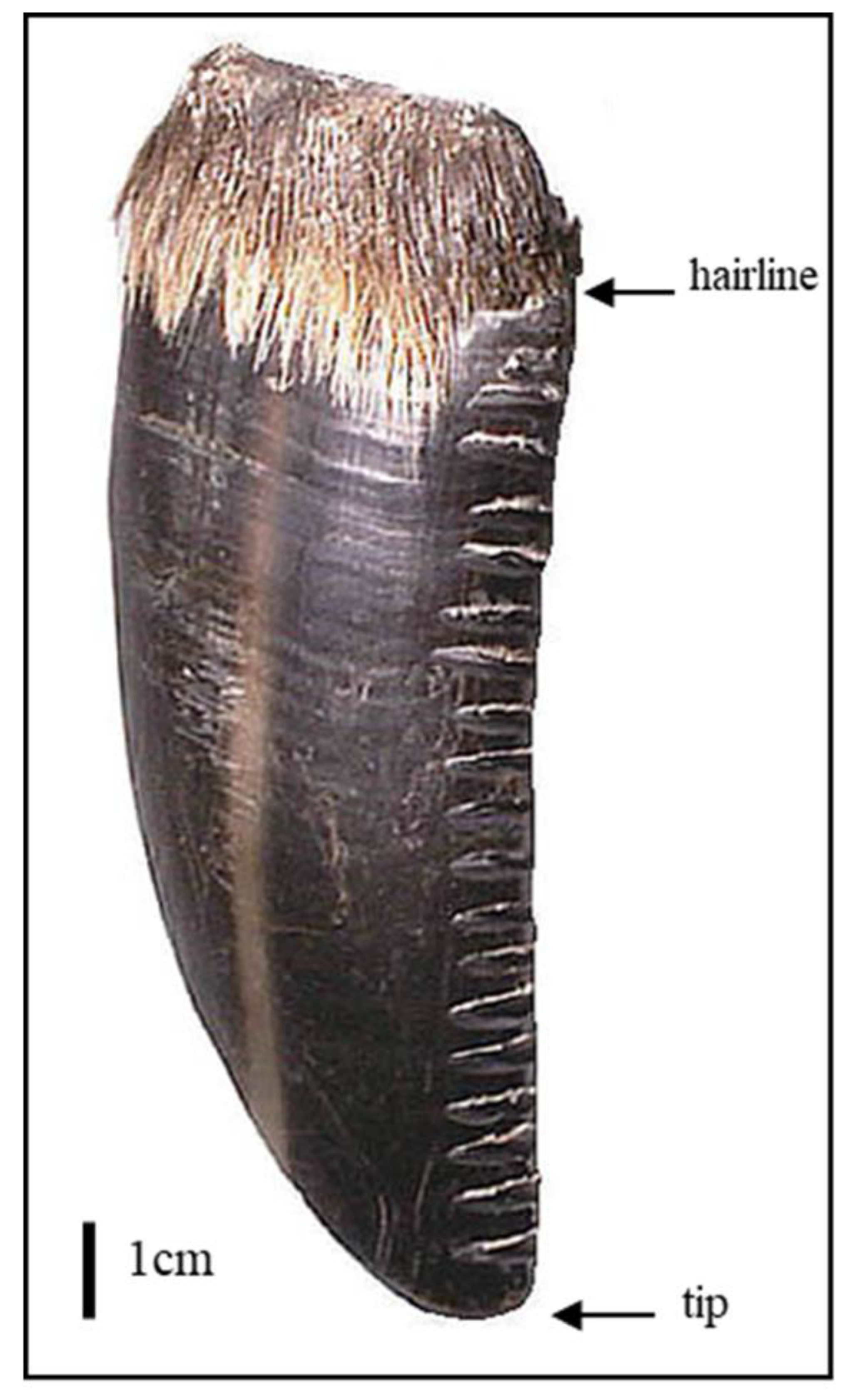 Aquatic Macrophytes are Seasonally Important Dietary Resources for Moose