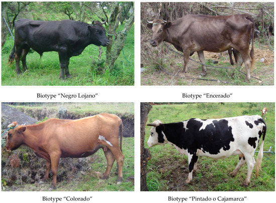 Morphometric Evaluation of Phenotypic Groups of Creole Cattle of ...