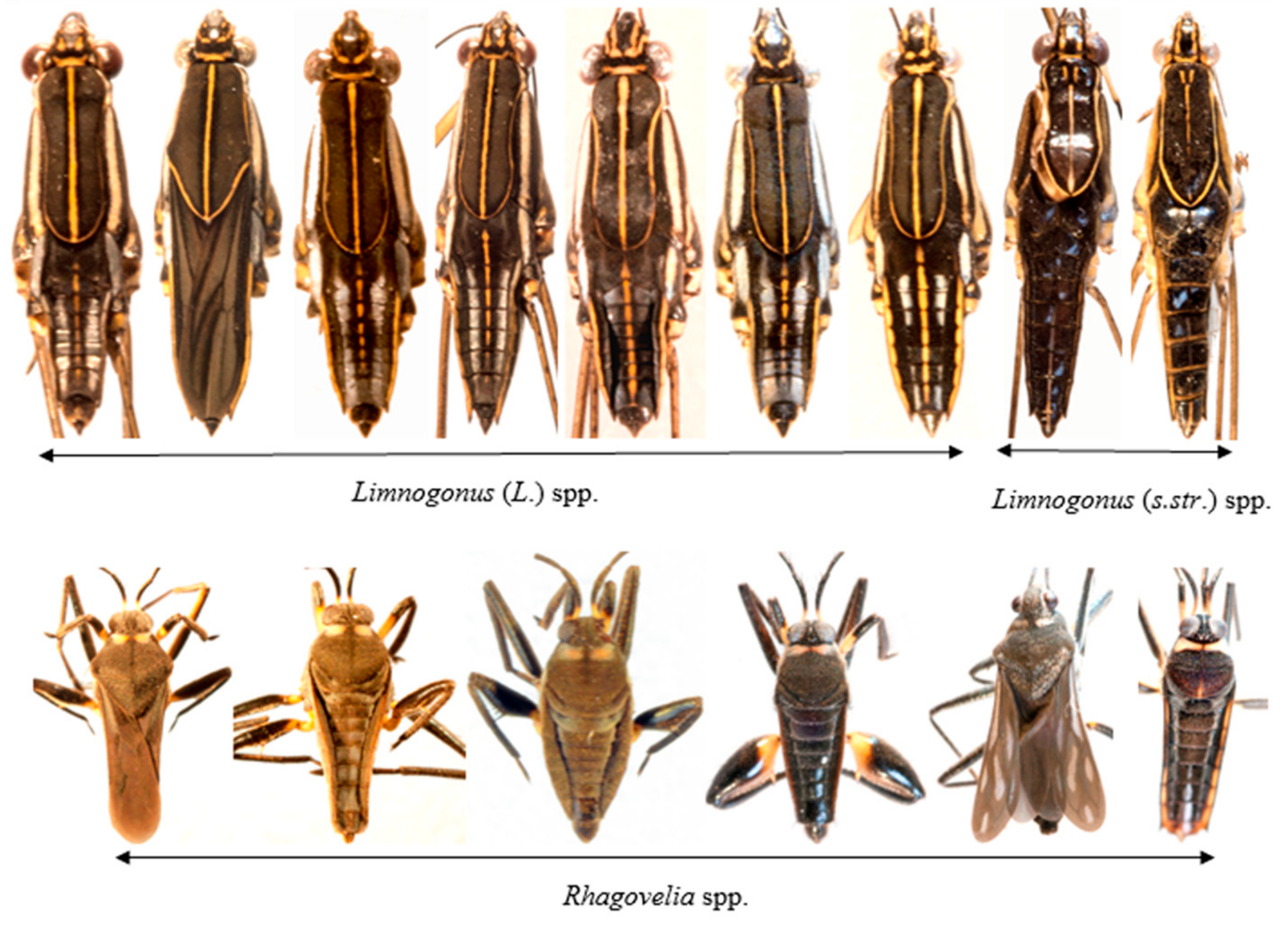 Aquatic Hemiptera in Southwest Cameroon: Biodiversity of Potential ...