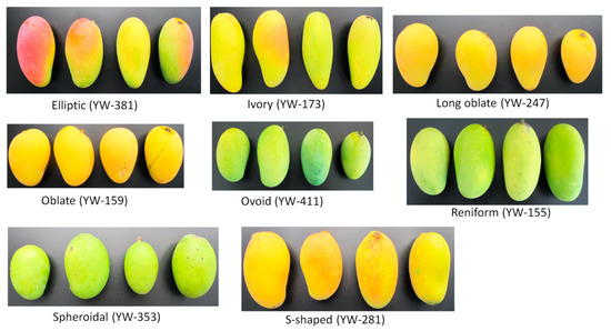 Diversity of a Large Collection of Natural Populations of Mango ...