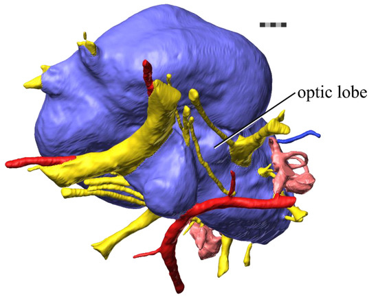 Beyond Endocasts: Using Predicted Brain-Structure Volumes of Extinct ...