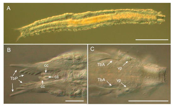 Diversity | Special Issue : Meiofauna Biodiversity and Ecology