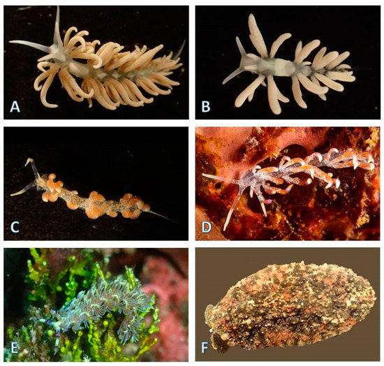 First Study on Marine Heterobranchia (Gastropoda, Mollusca) in Bangka ...