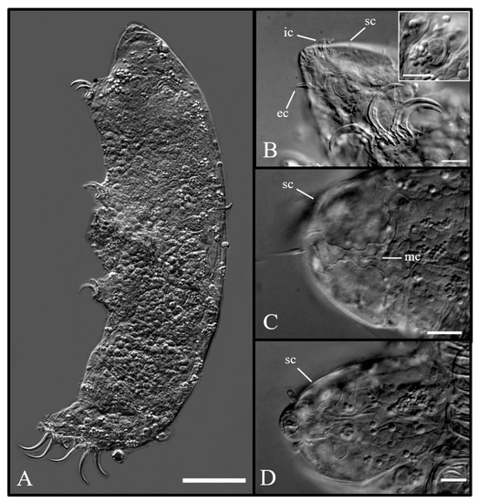 Diversity | Special Issue : Tardigrades Taxonomy, Biology and Ecology