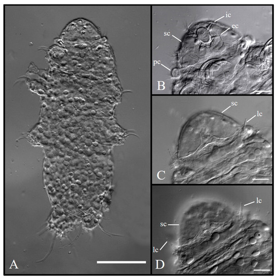 Diversity | Special Issue : Tardigrades Taxonomy, Biology and Ecology