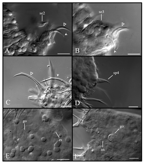 Diversity | Special Issue : Tardigrades Taxonomy, Biology and Ecology