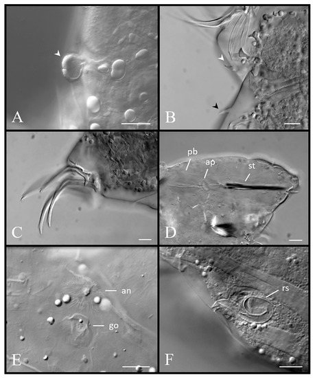 Diversity | Special Issue : Tardigrades Taxonomy, Biology and Ecology