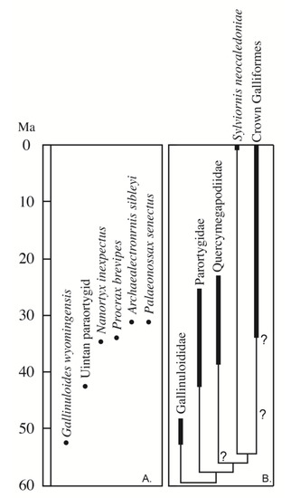Evidence for Wide Dispersal in a Stem Galliform Clade from a New Small ...
