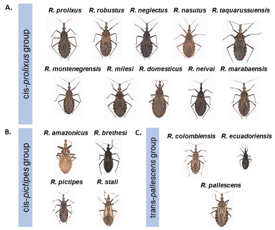 Taxonomy, Evolution, and Biogeography of the Rhodniini Tribe (Hemiptera ...