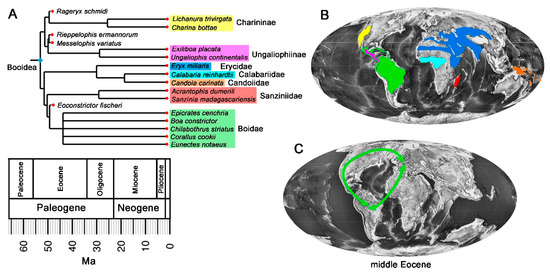 Exquisitely Preserved Fossil Snakes of Messel: Insight into the ...