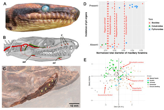 Exquisitely Preserved Fossil Snakes of Messel: Insight into the ...