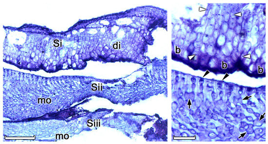 Rhodolith Bed Discovered off the South African Coast