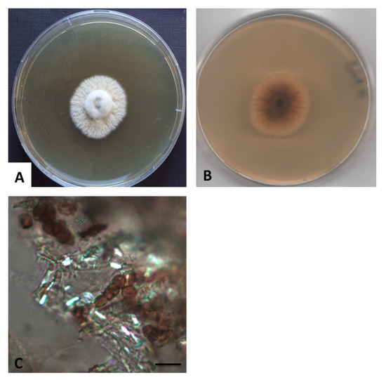 News from the Sea: A New Genus and Seven New Species in the ...
