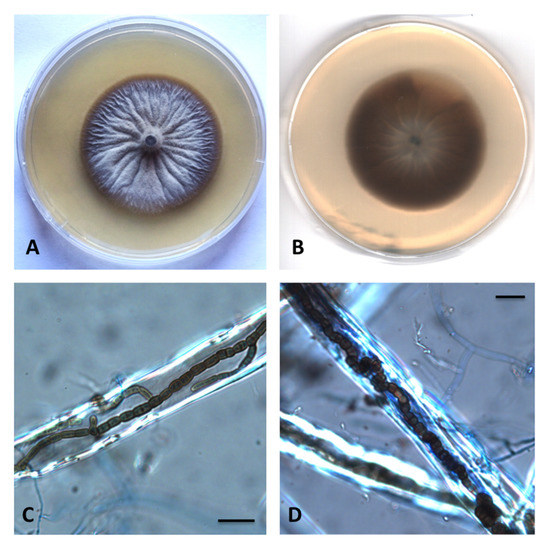 News from the Sea: A New Genus and Seven New Species in the ...