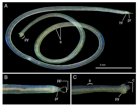 More Knot Worms: Four New Polygordius (Annelida) Species from the ...
