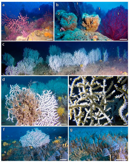 Vulnerable Forests of the Pink Sea Fan Eunicella verrucosa in the ...