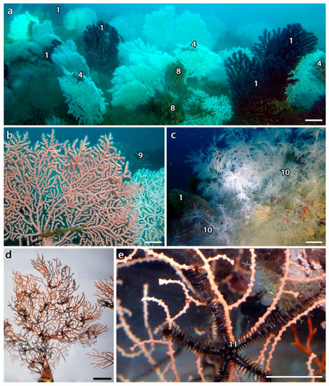 Vulnerable Forests of the Pink Sea Fan Eunicella verrucosa in the ...