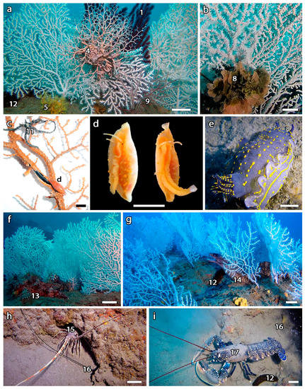 Vulnerable Forests of the Pink Sea Fan Eunicella verrucosa in the ...