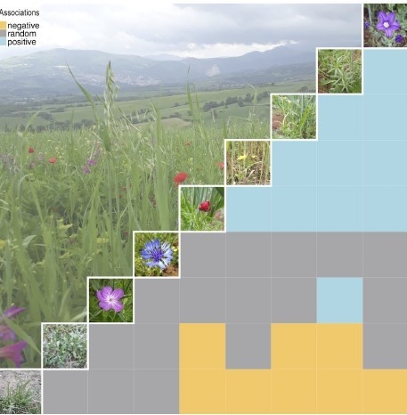 Diversity | Special Issue : Plant Community Ecology: From Theory to ...