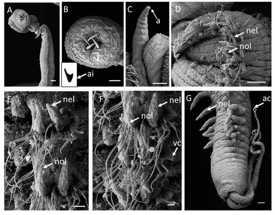 Glycera sheikhmujibi n. sp. (Annelida: Polychaeta: Glyceridae): A New ...
