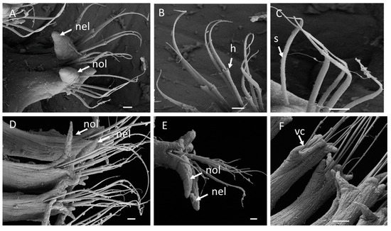 Glycera sheikhmujibi n. sp. (Annelida: Polychaeta: Glyceridae): A New ...